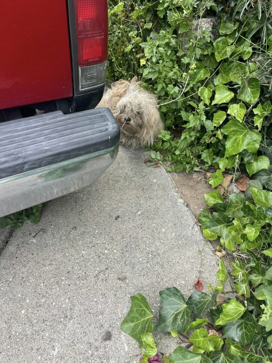 Scared, Matted Pup Found After California Earthquake Stuns Everyone ...