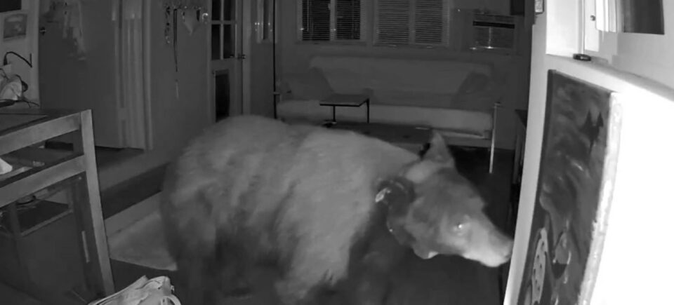 California Woman Was Stunned After Seeing A Bear Break Into Her Home ...