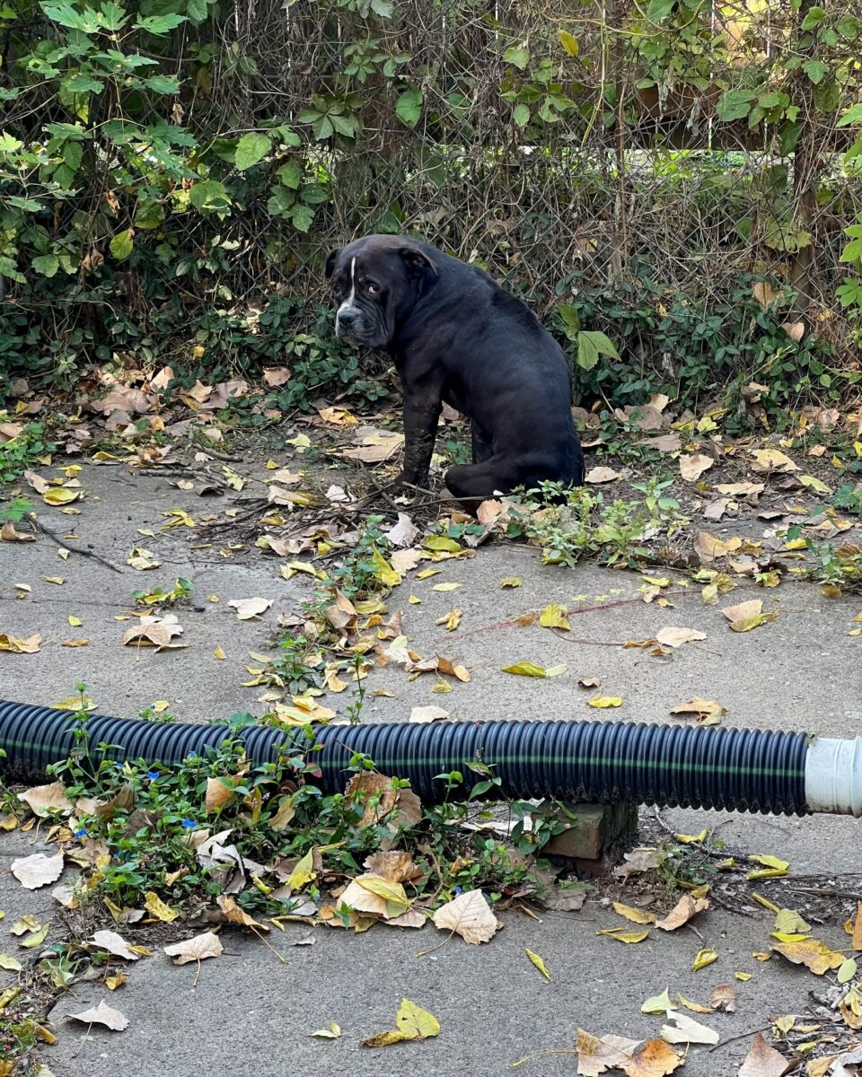 Missouri Rescuers Heartbroken To Find A Defeated Furry Animal Gazing At ...