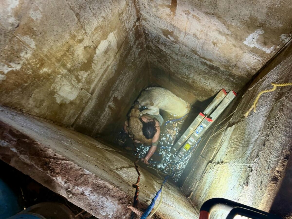 Nevada Firefighters Received Call About A Teenager And 2 Dogs Stuck In ...