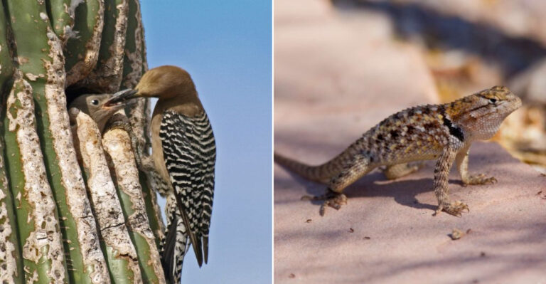 10 Creatures To Look Out For In Saguaro National Park’s Desert, Arizona