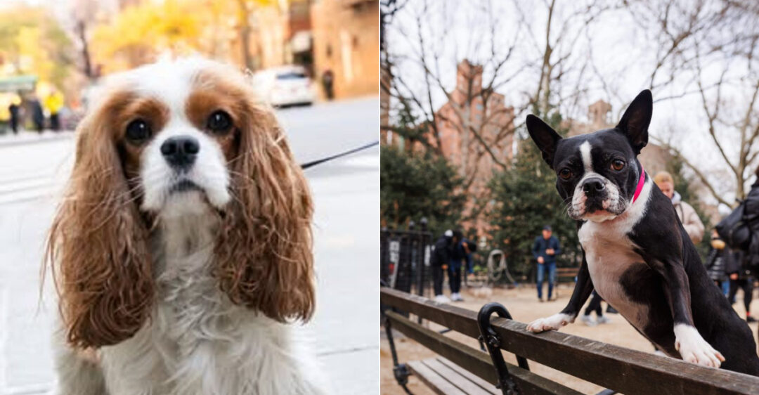 10 Dog Breeds Perfectly Suited to New York (City & Upstate)