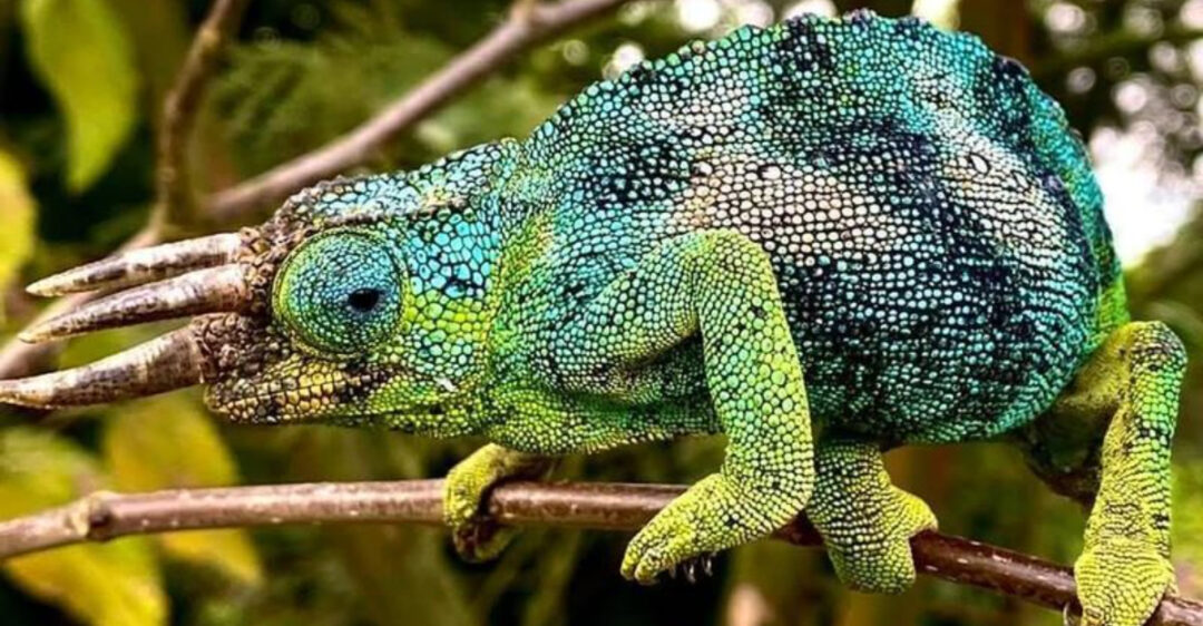 10 Invasive Reptiles Changing the Face of California's Wildlife