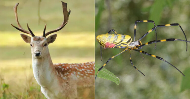 10 Invasive Species Putting Georgia’s Ecosystems At Risk (And How To Help)