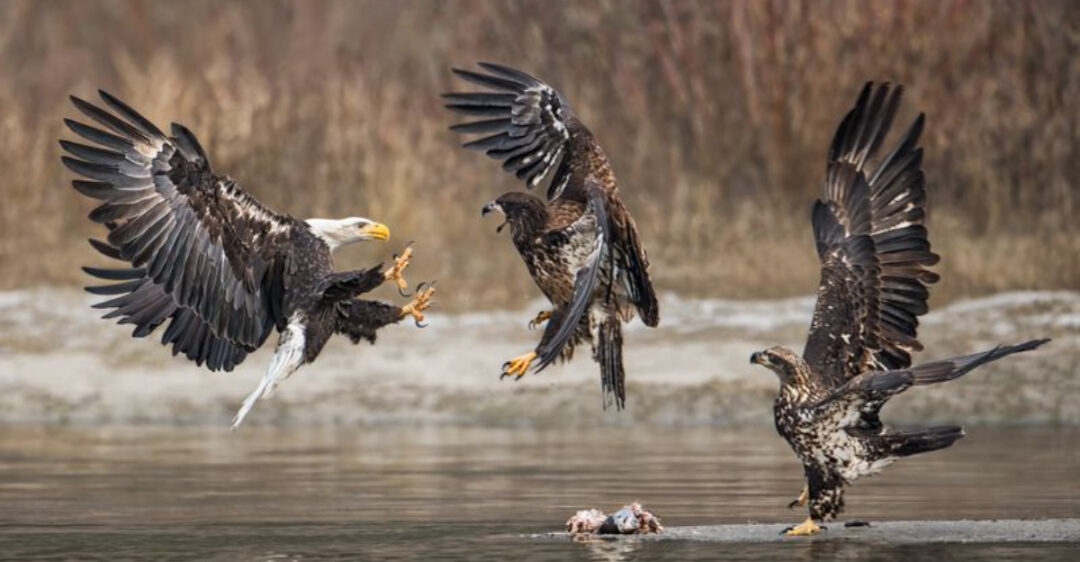 10 Jaw-Dropping Bald Eagle Experiences You Can Have In Washington State