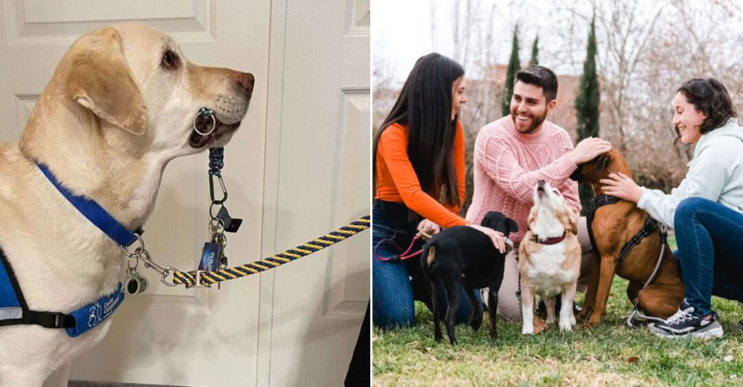 10 Key Things Dog Owners Should Know About Pet Laws In Arizona