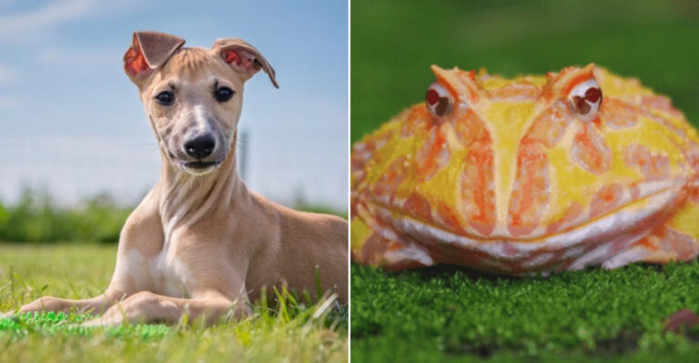 10 Quiet Pets Perfect For NYC Apartments (Featuring Silent Dog Breeds ...