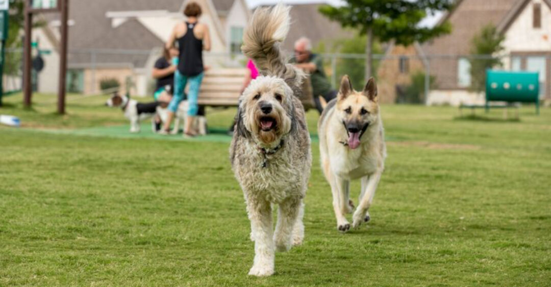 10 Reasons Dogs In Texas Are Living Their Best Lives