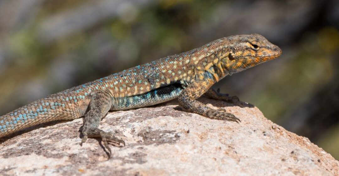 10 Unique Reptiles Found In Wyoming's Red Desert: Rare Species And Best ...