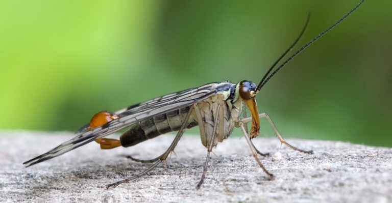 10 Unusual Insects In Texas That Will Surprise You