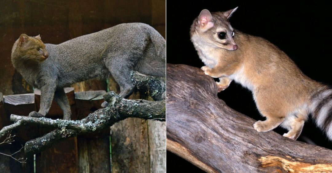 10 Wild Animals You Never Knew Existed In Texas