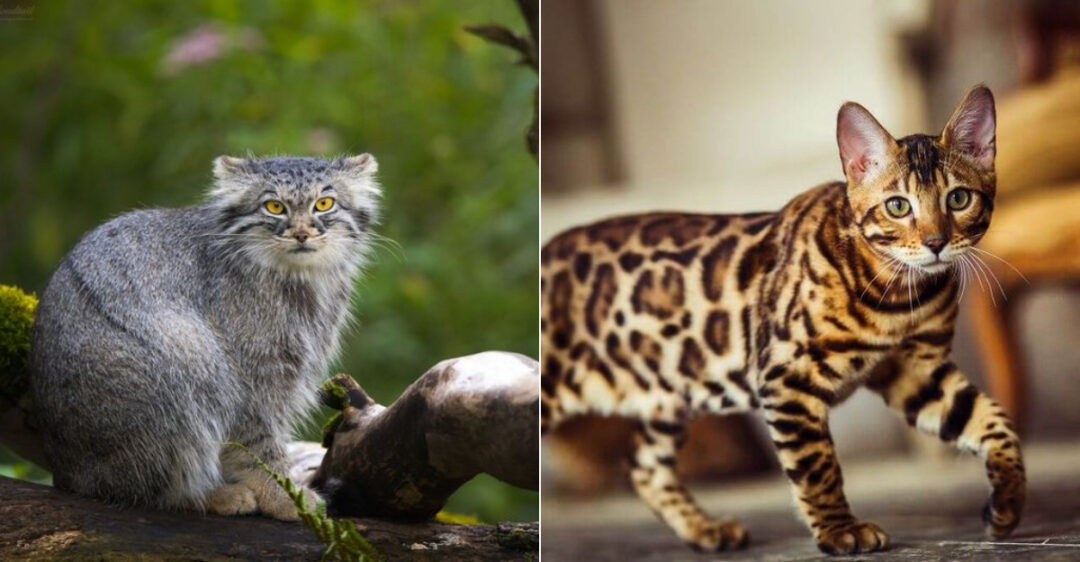 11 Surprising Things You Didn't Know About California's Wild And ...