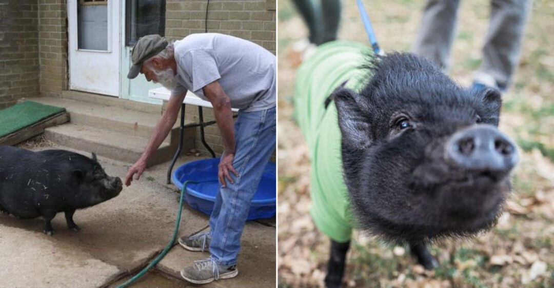 11 Things You Didn't Know About Keeping Mini Pigs In Georgia