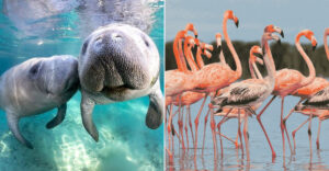 12 Amazing Florida Native Animals And 6 That Are Unexpectedly Rare