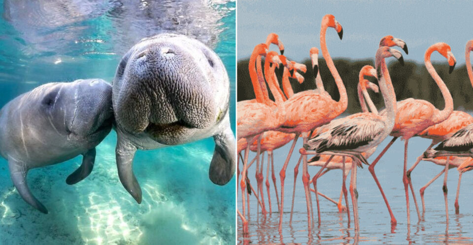 12 Amazing Florida Native Animals And 6 That Are Unexpectedly Rare