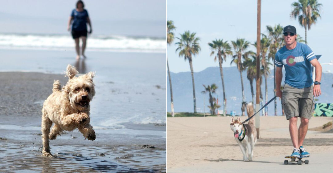 12 Best Los Angeles Neighborhoods For Dog Lovers And Their Pets