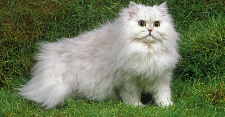 12 Ideal Cat Breeds For New York City Urban Apartments