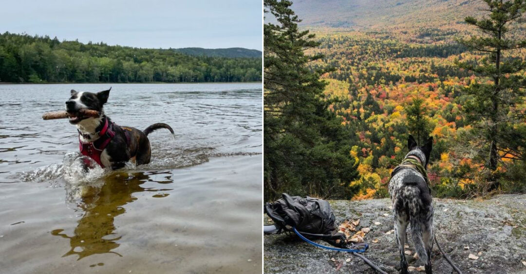 12 Maine Hiking Trails With Off-Leash Areas Perfect For Adventurous Dogs