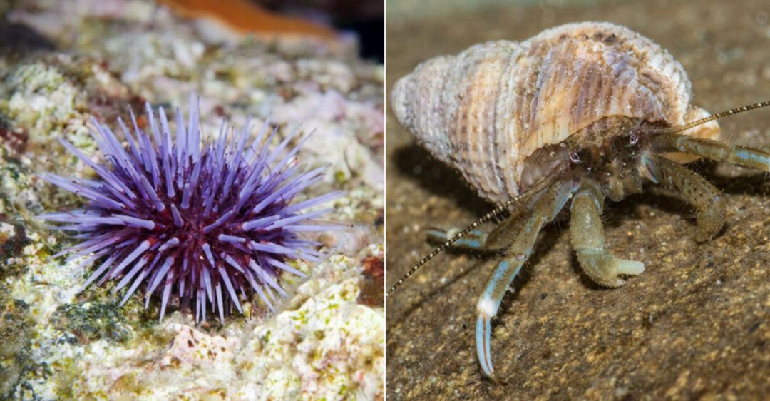 13 Amazing Tide-Pool Creatures To Find On California's Central Coast ...