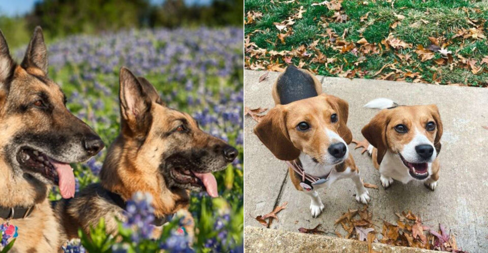 13 Dog Breeds Dominating Texas Shelters And The Traits Behind Their ...