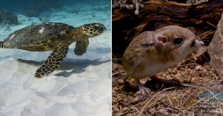 13 Wild Critters Found Along Padre Island National Seashore, Texas