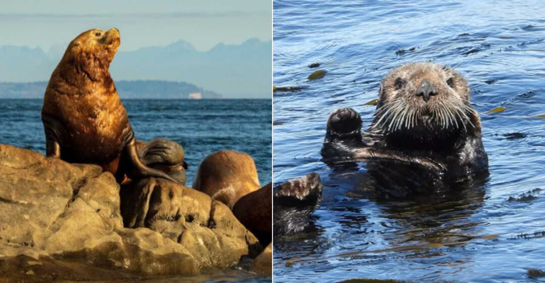 13 Wild Marine Mammals Frequently Seen Off Northern California Shores