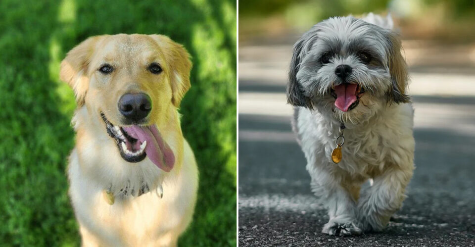 15 Best Dog Breeds That Thrive In Ohio's Family-Oriented Towns