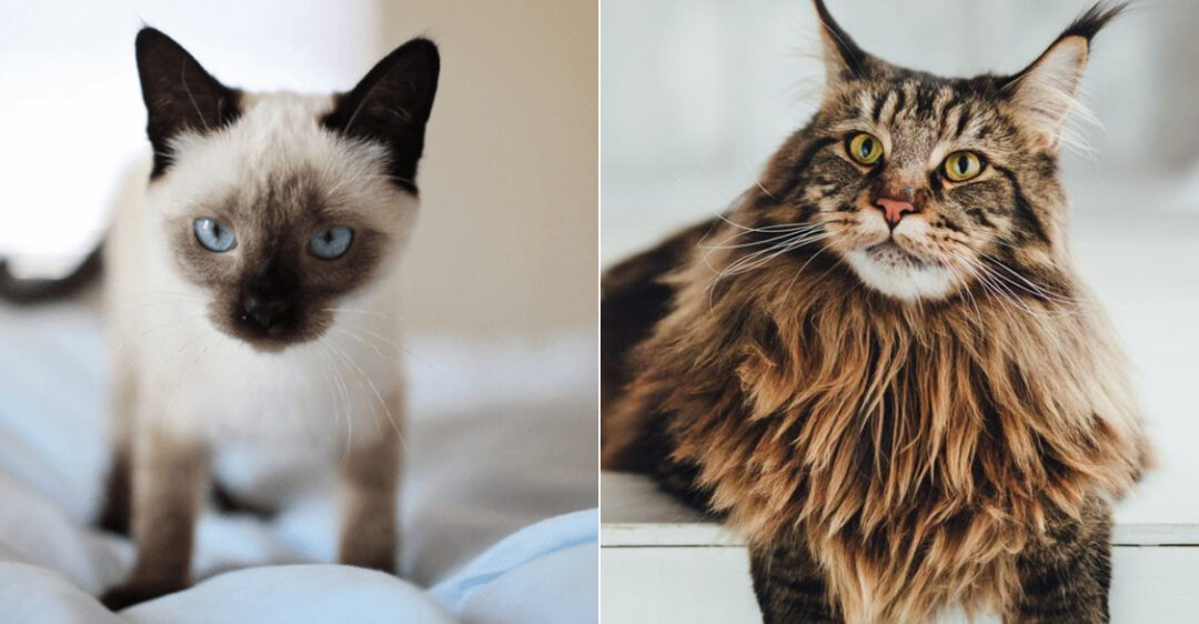 15 Cat Breeds That Are Most Popular In Texas (According To Pet Owners)