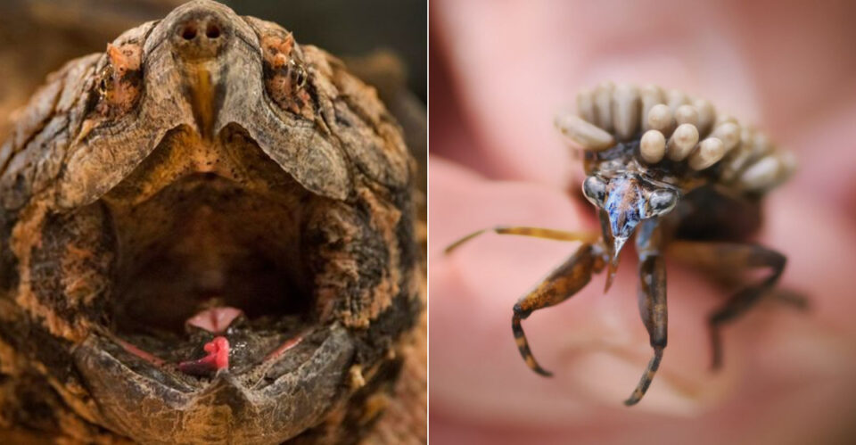 15 Fascinating Creatures Living In U.S. Lakes You Never Knew About