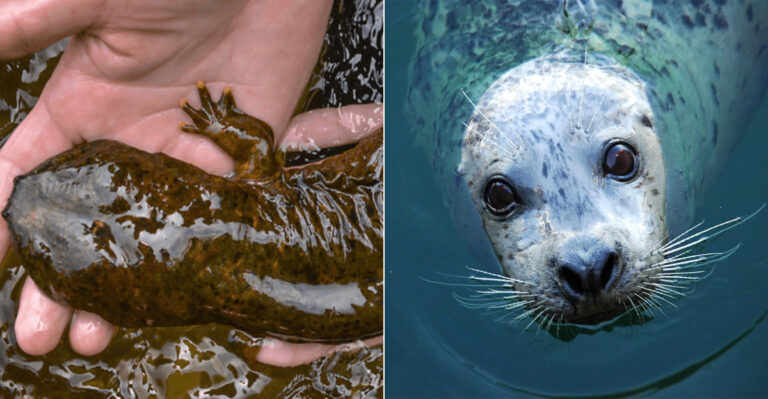 15 Fascinating Creatures You Can Find In Washington State