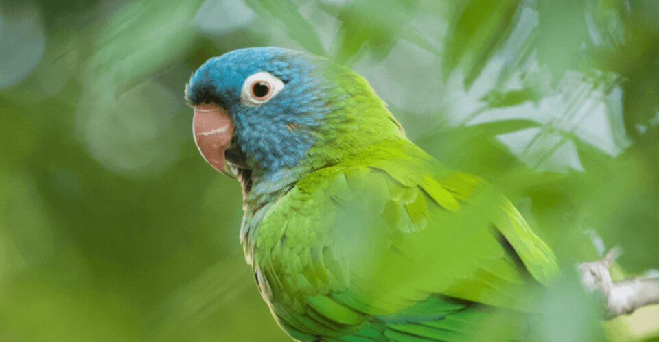 15 Parrots Found In California (With Pictures And Identification)