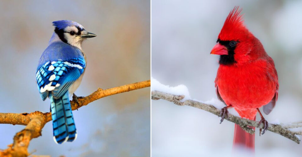 16 Common U.S. Birds Often Seen From Your Window