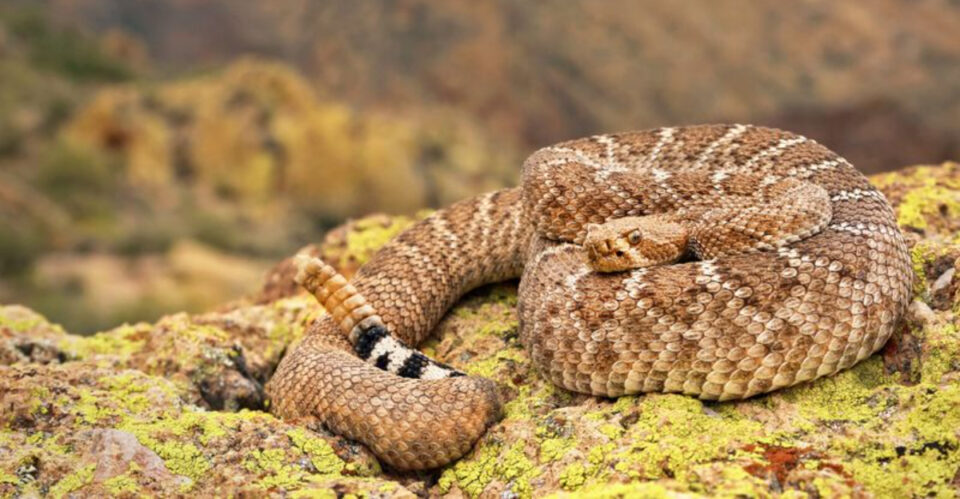 16 Venomous Creatures Lurking in Nevada's Deserts