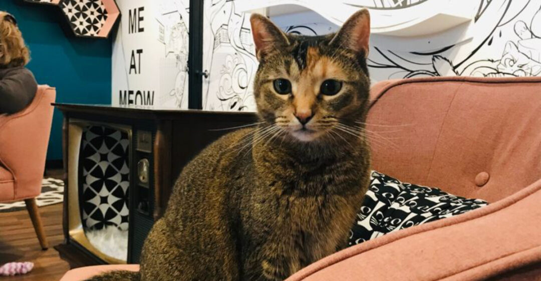 16 Ways Your Alabama Cat Shows It's More Southern Than Sweet Tea (And ...