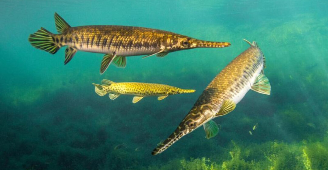 17 Incredible Fish That Define The Wild Waters Of Florida