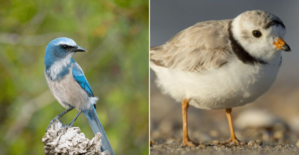 18 Unique Wild Birds Native To The U.S. (And What Makes Them So Special)
