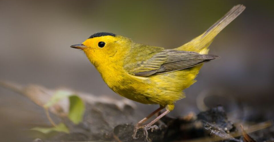 18 Yellow Birds Commonly Seen In Georgia (With Images And Identification)