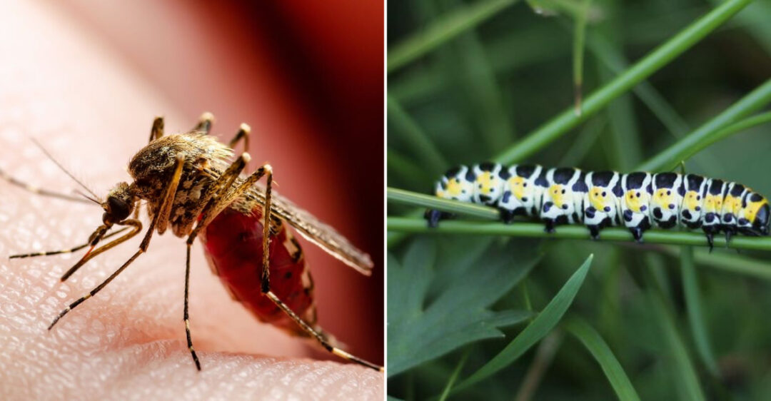 21 Dangerous Insects Hiding In California's Forests