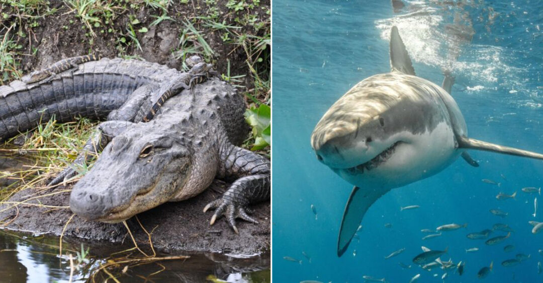 25 Most Dangerous Animals In Florida (With Pictures)