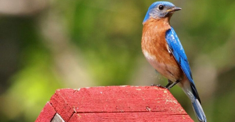 25 Songbirds You Can Spot in Virginia (With Pictures and Identification)