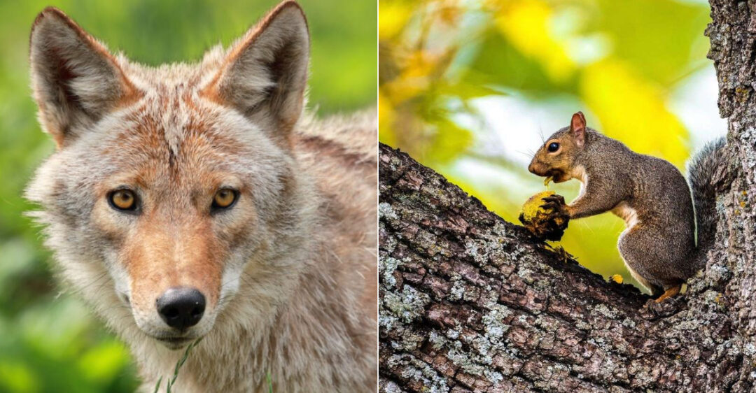 26 Animals That Represent The Heart Of West Virginia's Biodiversity