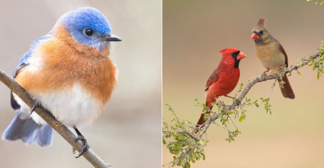 27 Popular Backyard Birds In Florida With Photos And Identification Tips