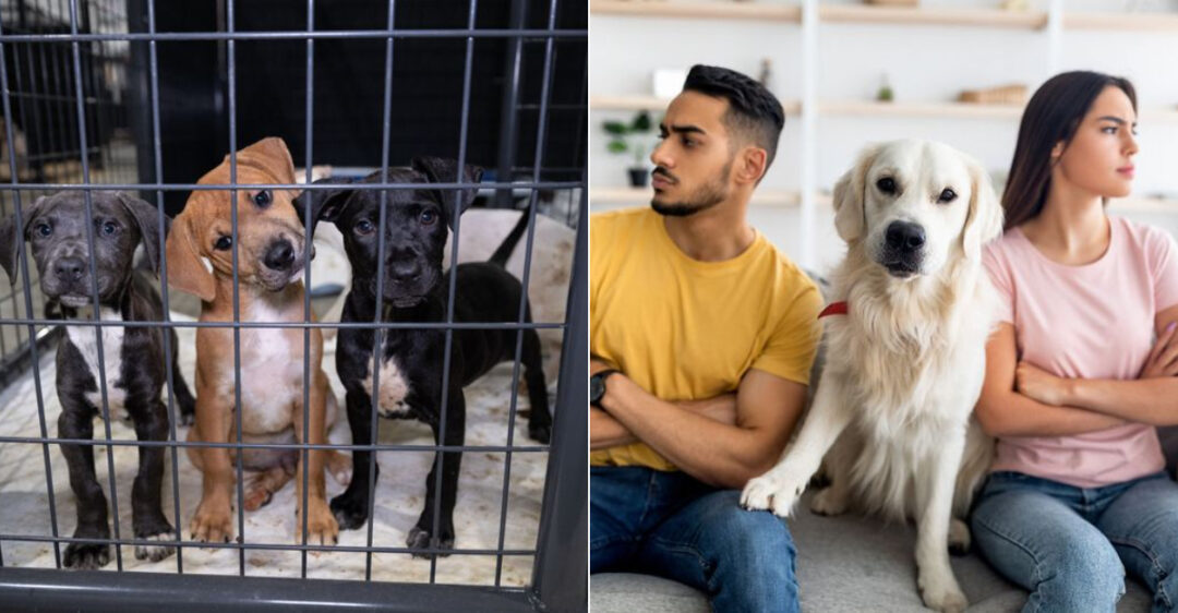 6 Important Pet Laws In Massachusetts Every Owner Should Know