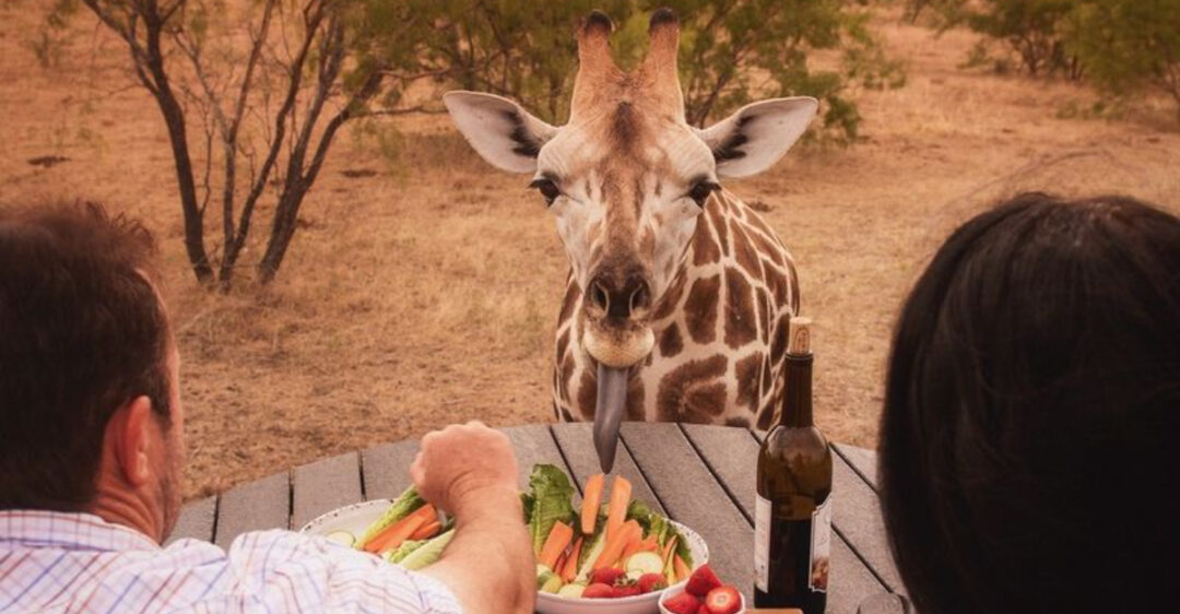 6 Little-Known Safari Tours For Wildlife Enthusiasts In Texas Hill Country