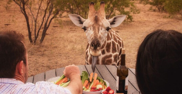 6 Little-Known Safari Tours For Wildlife Enthusiasts In Texas Hill Country