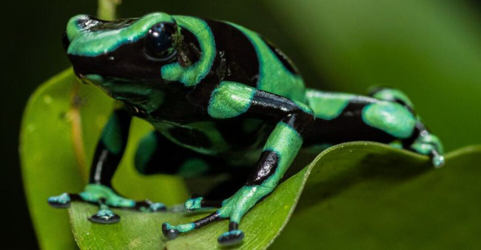 6 Stunning Frog Species In Hawaii's Rainforests (And How To Spot Them)