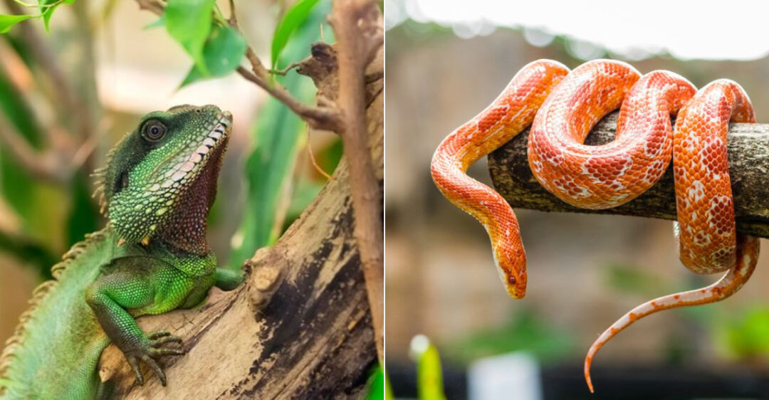 7 Beginner-Friendly Pet Reptiles Perfect For Texas And Florida Homes