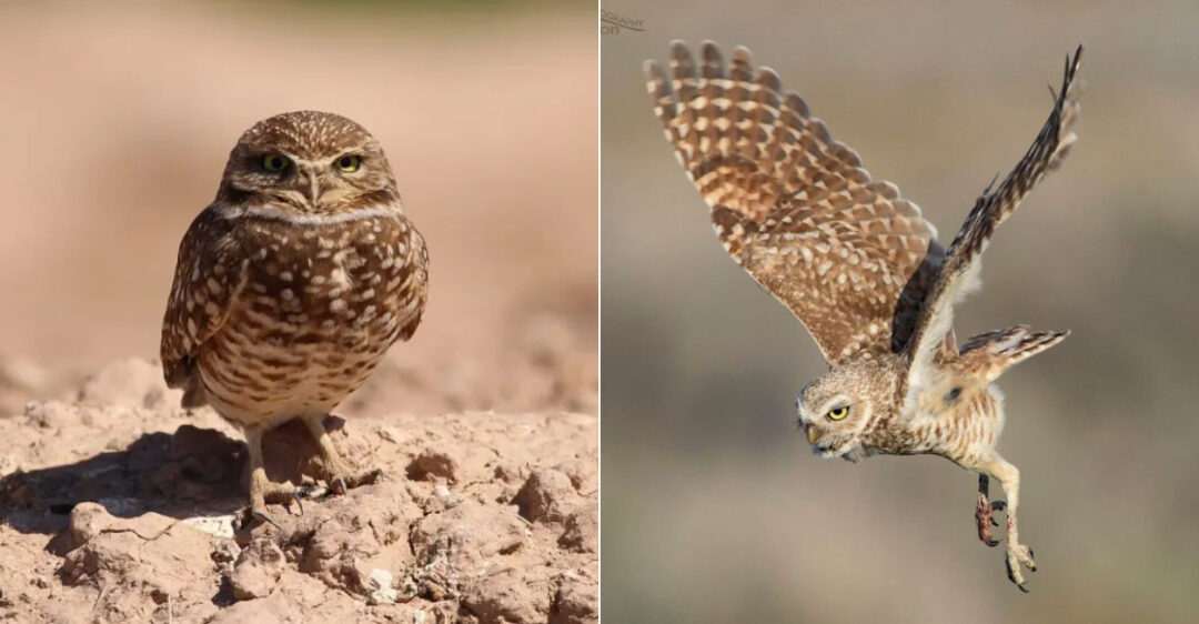 7 Cool Facts About The Burrowing Owls That Call Nevada Home