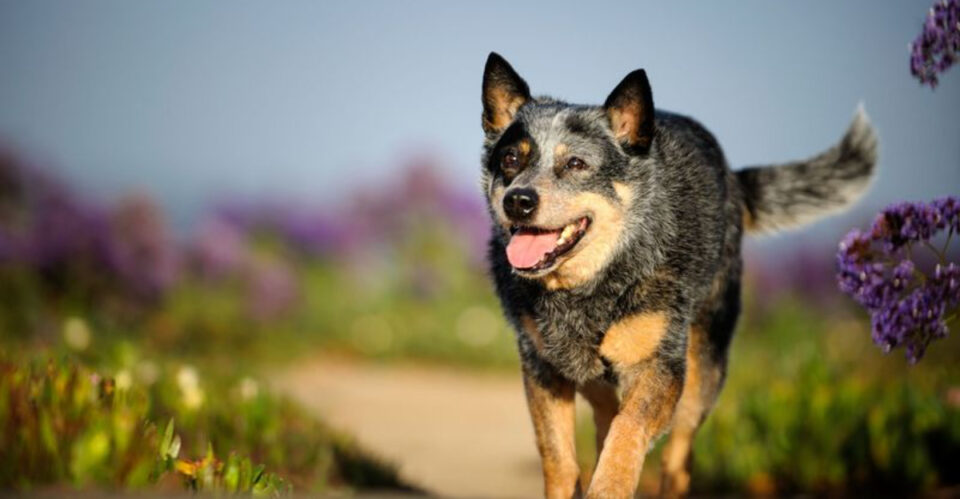 7 Dog Breeds That Love Florida's Heat And Humidity