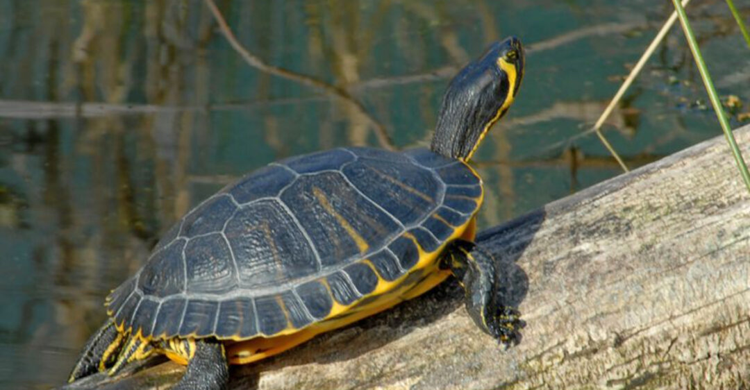 7 Fascinating Turtle Species You'll Only Find In South Carolina's Wetlands